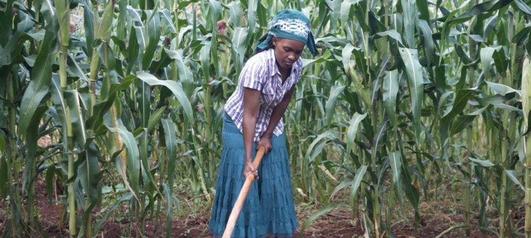 Apollo Agriculture: Vision Fund Portfolio