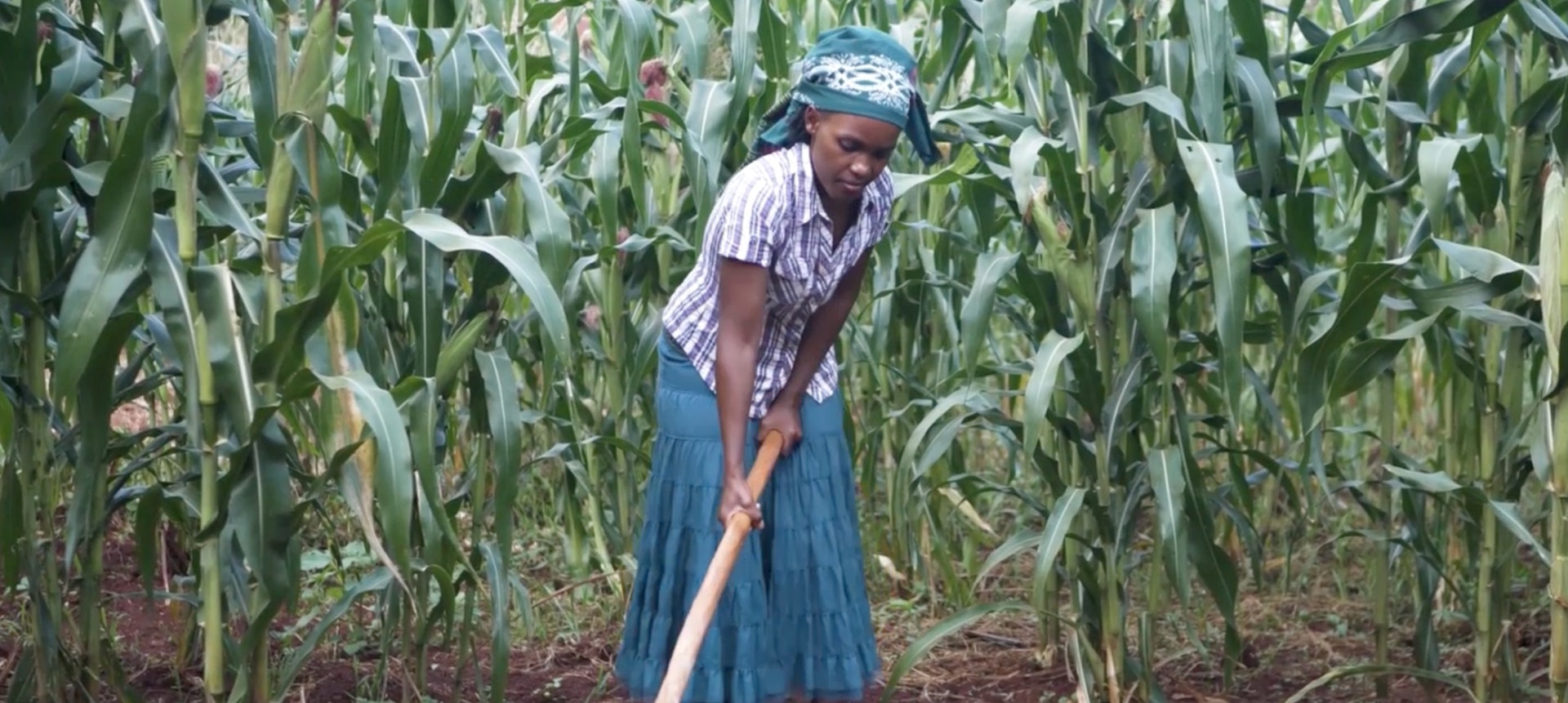 Apollo Agriculture: Vision Fund Portfolio