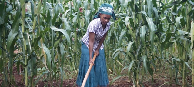 Apollo Agriculture: Vision Fund Portfolio